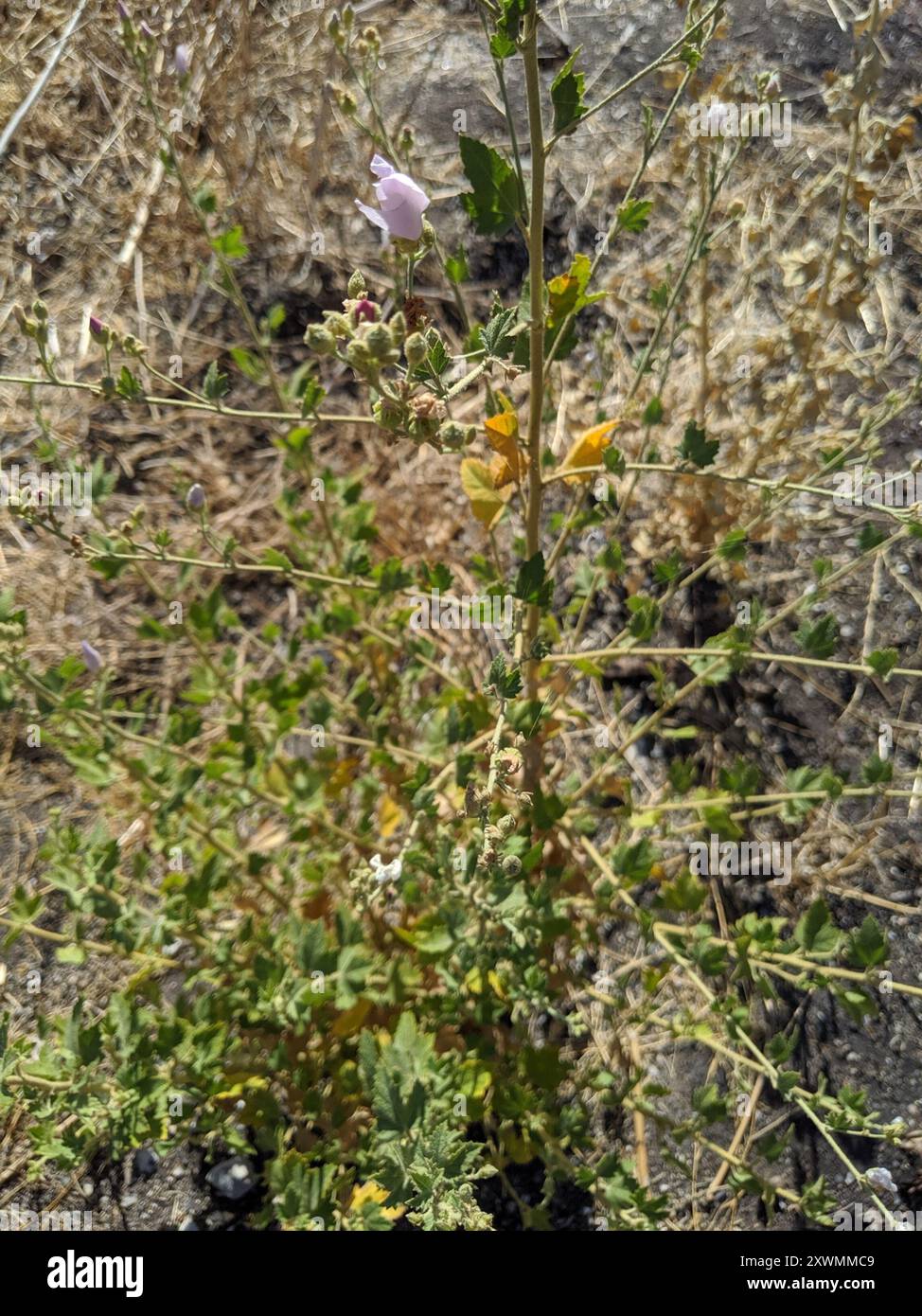 southern coastal bushmallow (Malacothamnus fasciculatus) Plantae Stock ...