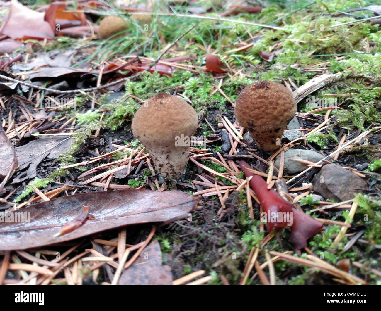 puffballs (Lycoperdaceae) Fungi Stock Photo - Alamy