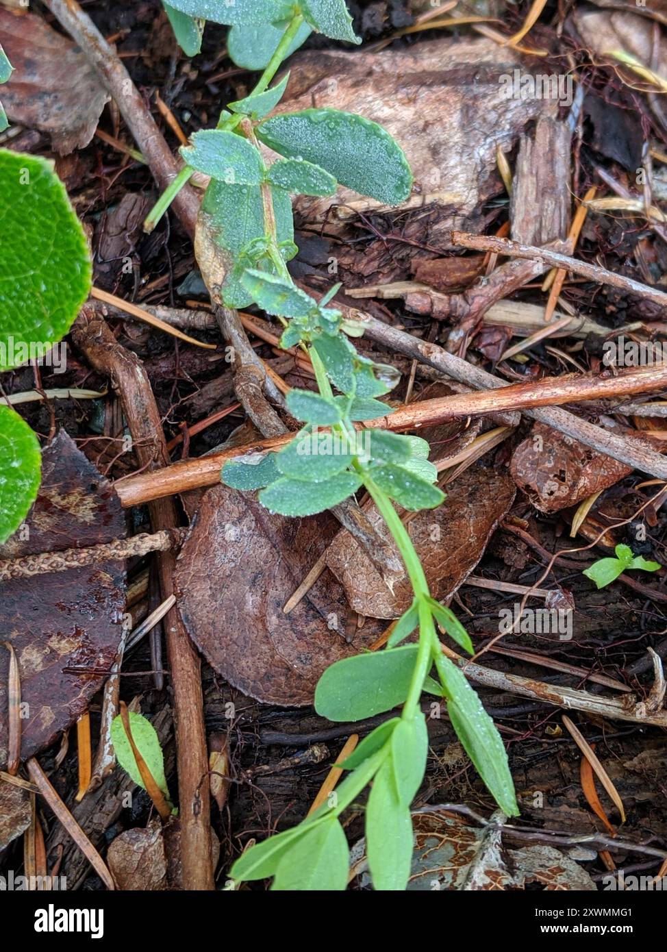 marsh pea (Lathyrus palustris) Plantae Stock Photo - Alamy