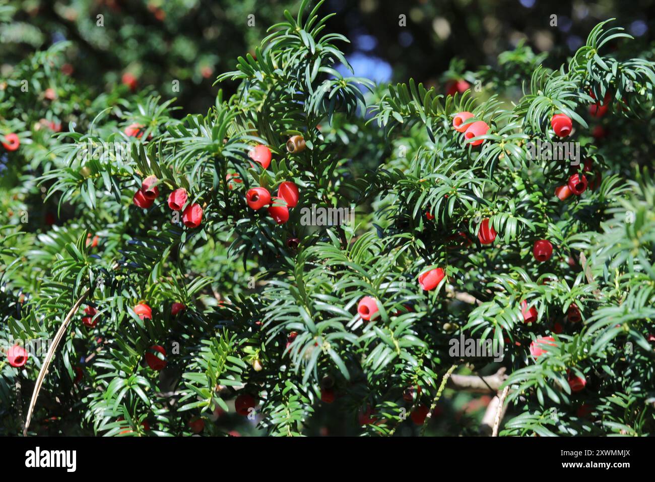 common yew (Taxus baccata) Plantae Stock Photo - Alamy