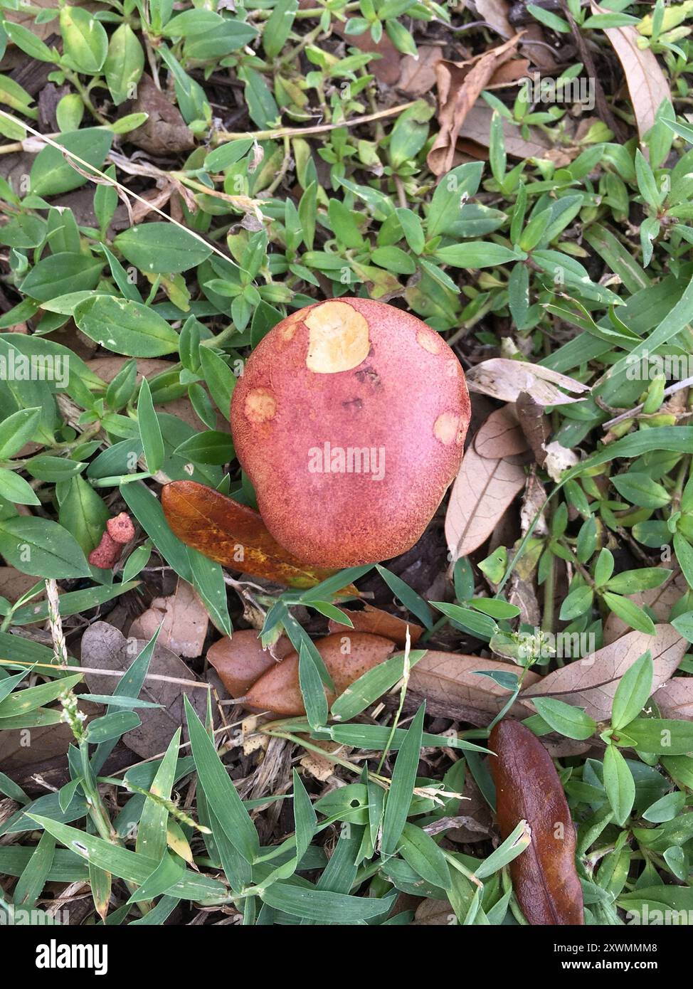 Ruby Bolete (Hortiboletus rubellus) Fungi Stock Photo - Alamy