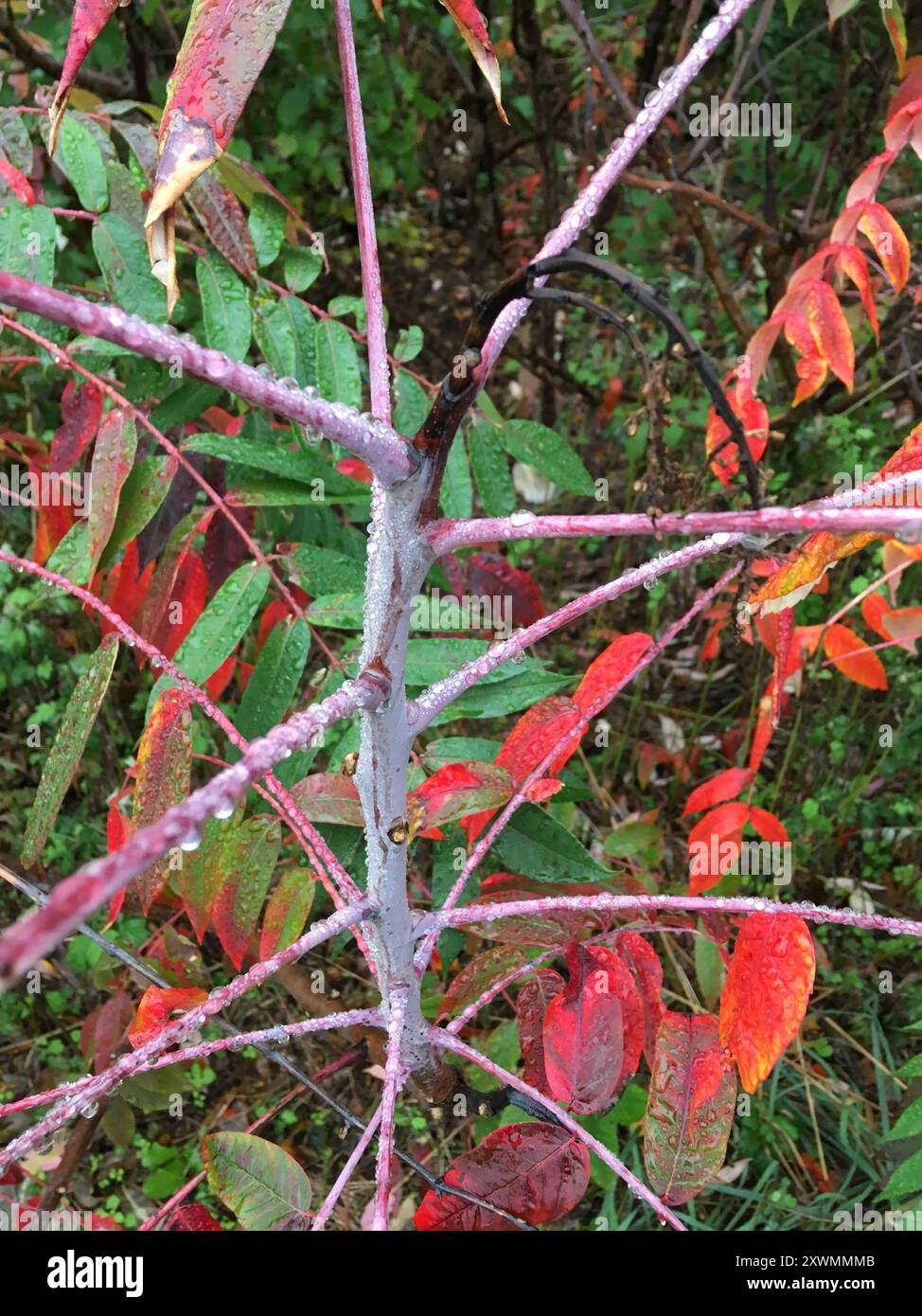 smooth sumac (Rhus glabra) Plantae Stock Photo - Alamy