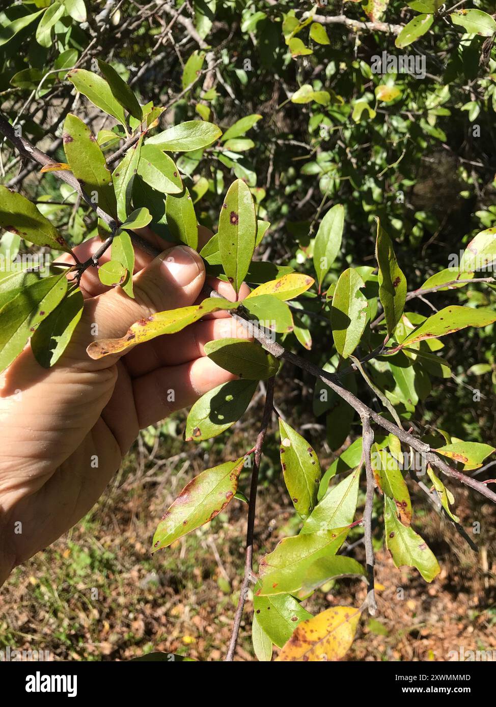 Gum bumelia (Sideroxylon lanuginosum) Plantae Stock Photo - Alamy