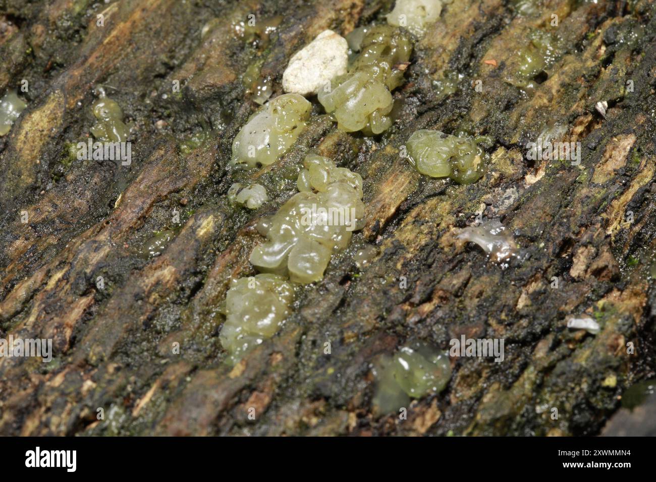Crystal brain fungi hi-res stock photography and images - Alamy