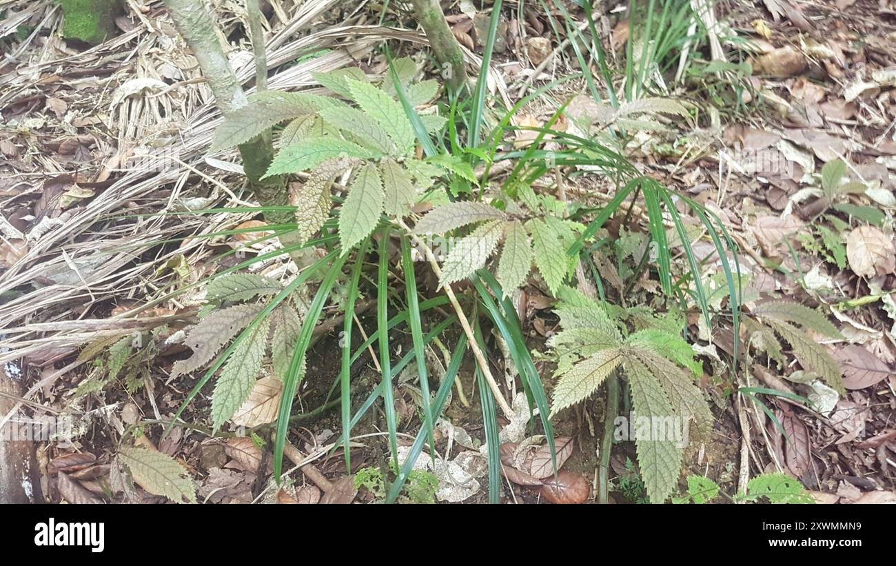 Parataniwha (Elatostema rugosum) Plantae Stock Photo - Alamy