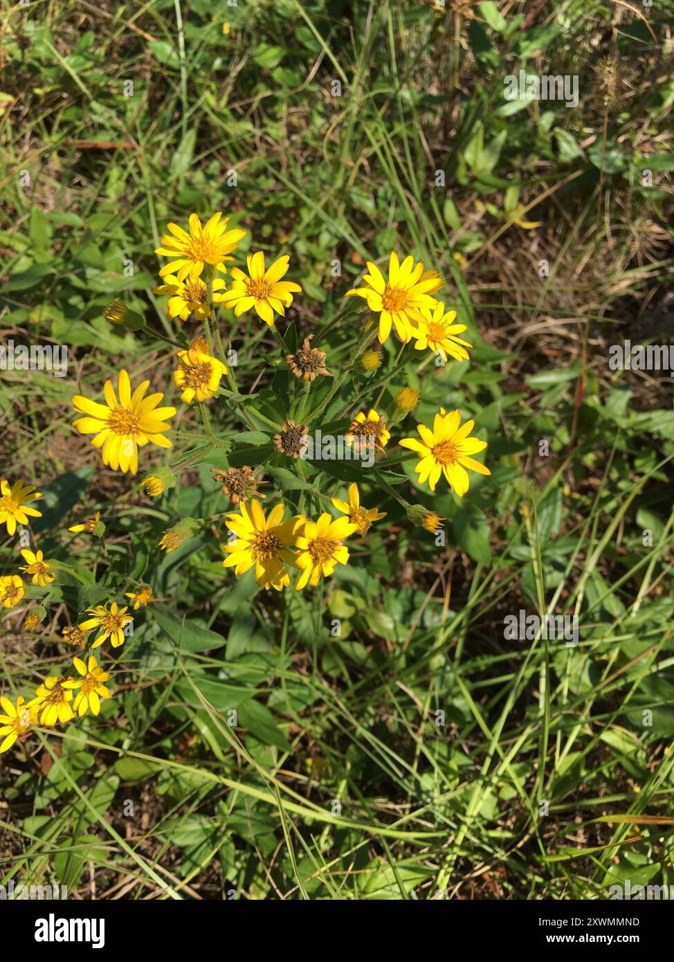 Maryland golden-aster (Chrysopsis mariana) Plantae Stock Photo - Alamy