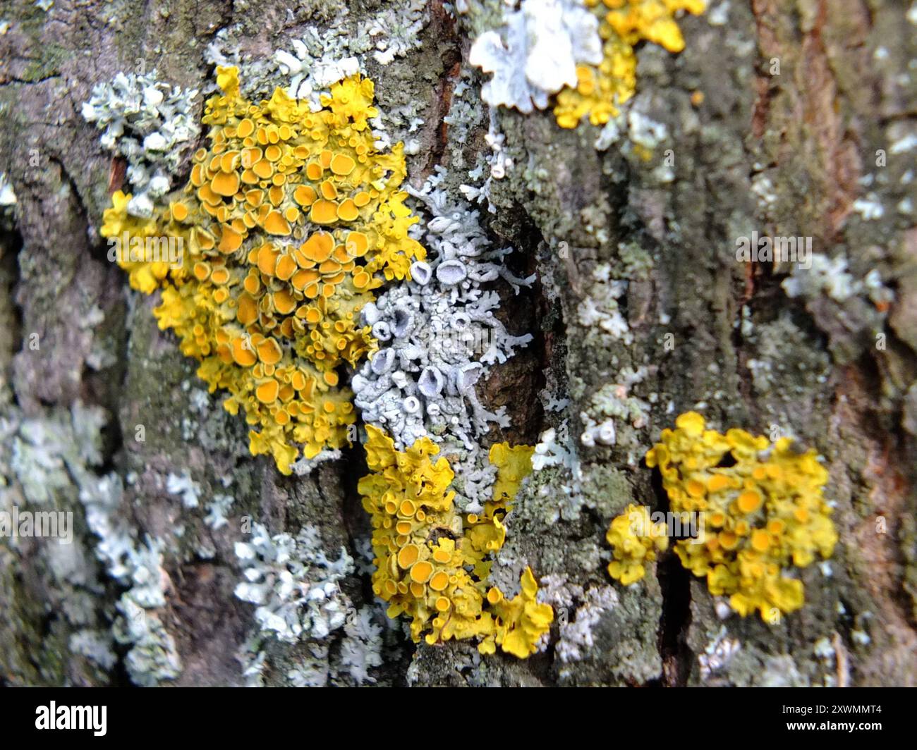 Common Sunburst Lichen (Xanthoria parietina) Fungi Stock Photo - Alamy
