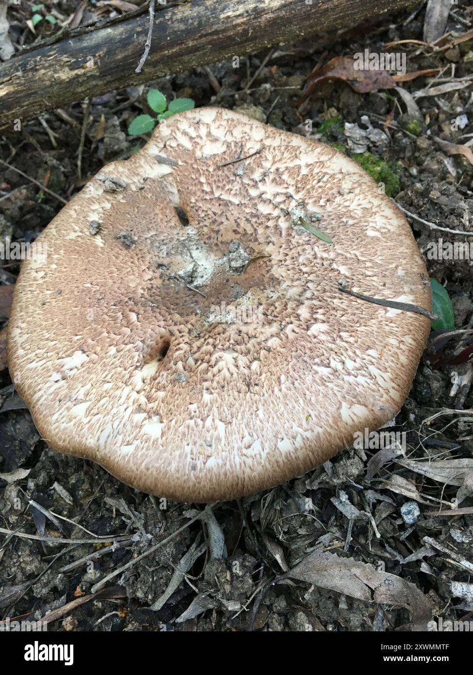 Agaricus augustus fungi hi-res stock photography and images - Alamy
