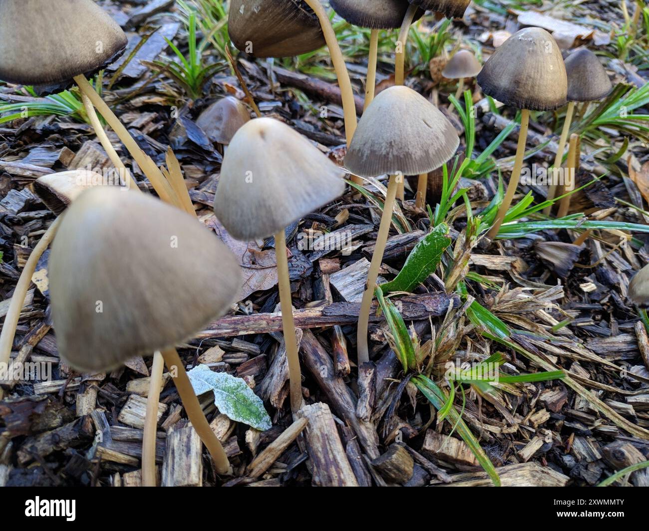 Conopilea hi-res stock photography and images - Alamy