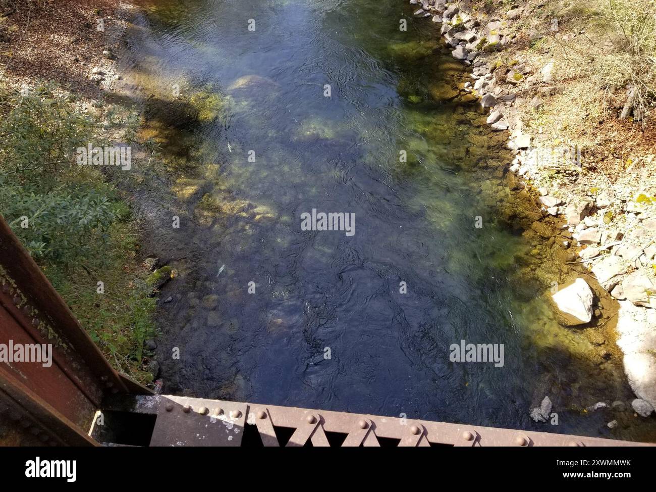 Salmons, pikes and mudminnows (Salmoniformes) Actinopterygii Stock ...