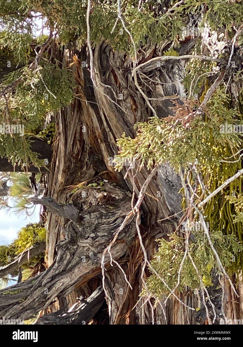 Juniperus grandis hi-res stock photography and images - Alamy