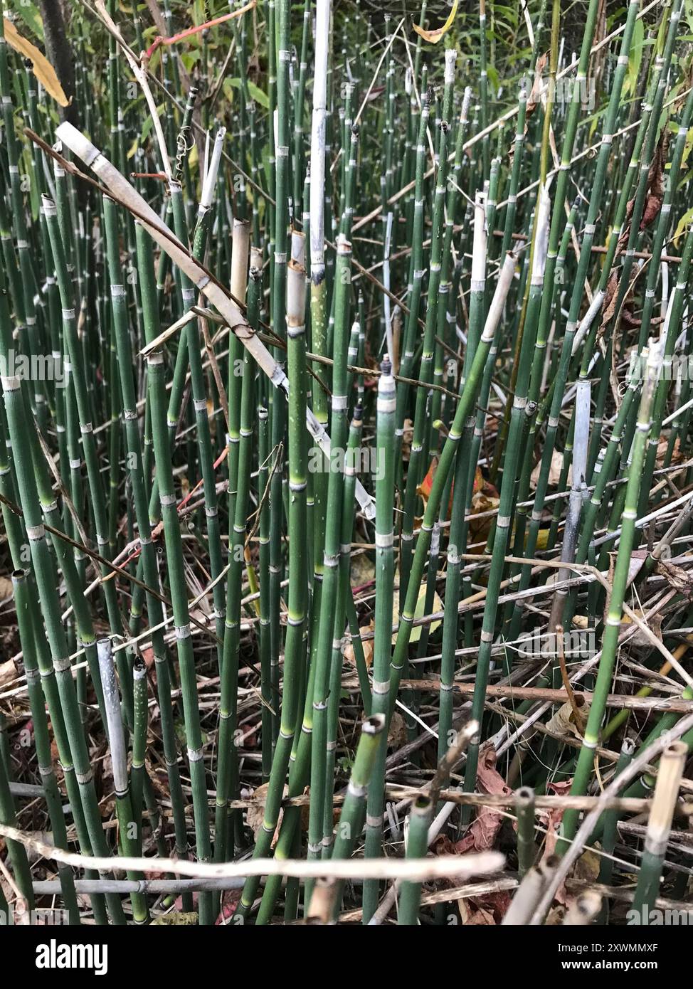 rough horsetail (Equisetum hyemale) Plantae Stock Photo - Alamy
