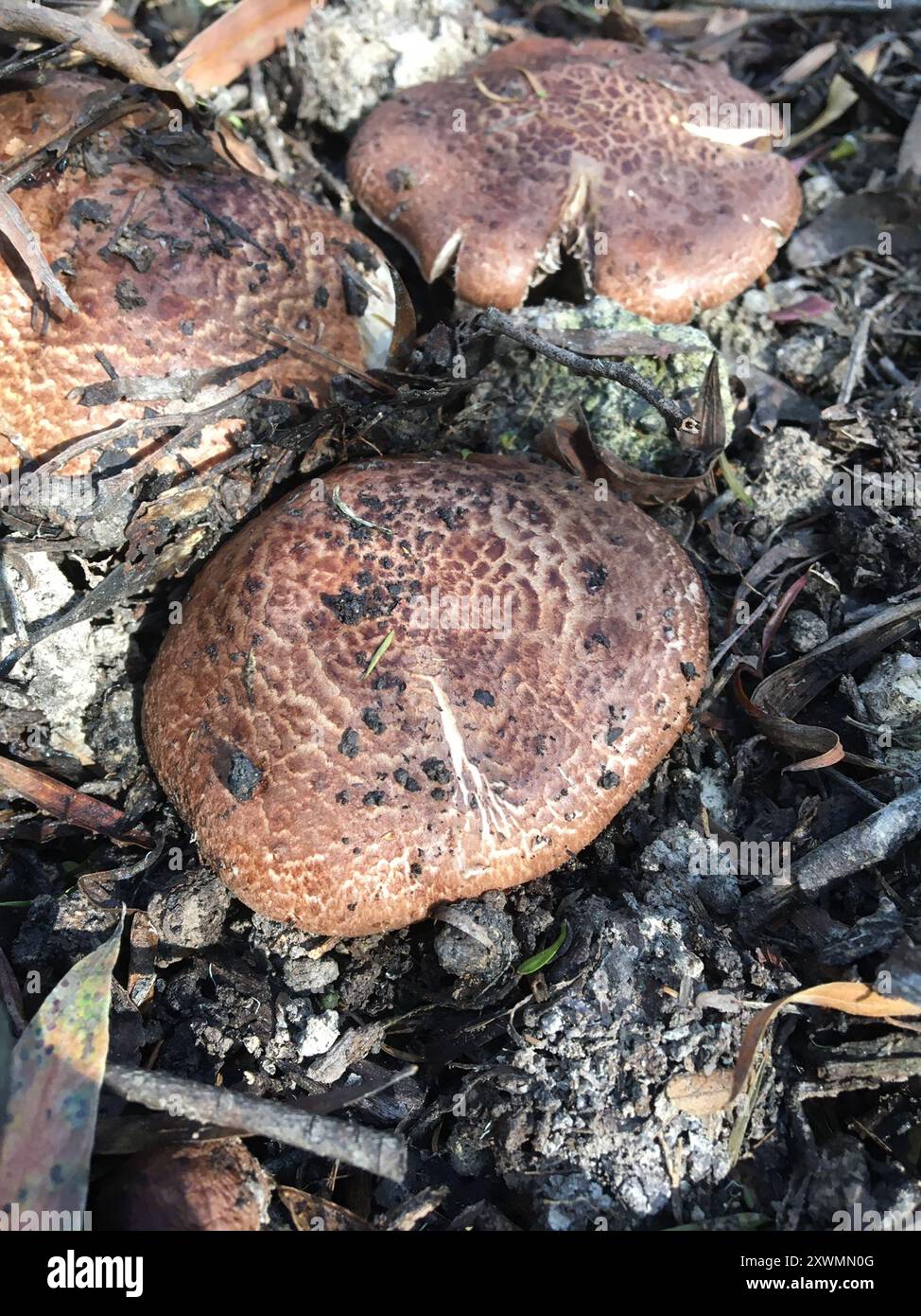 The Prince (Agaricus augustus) Fungi Stock Photo - Alamy