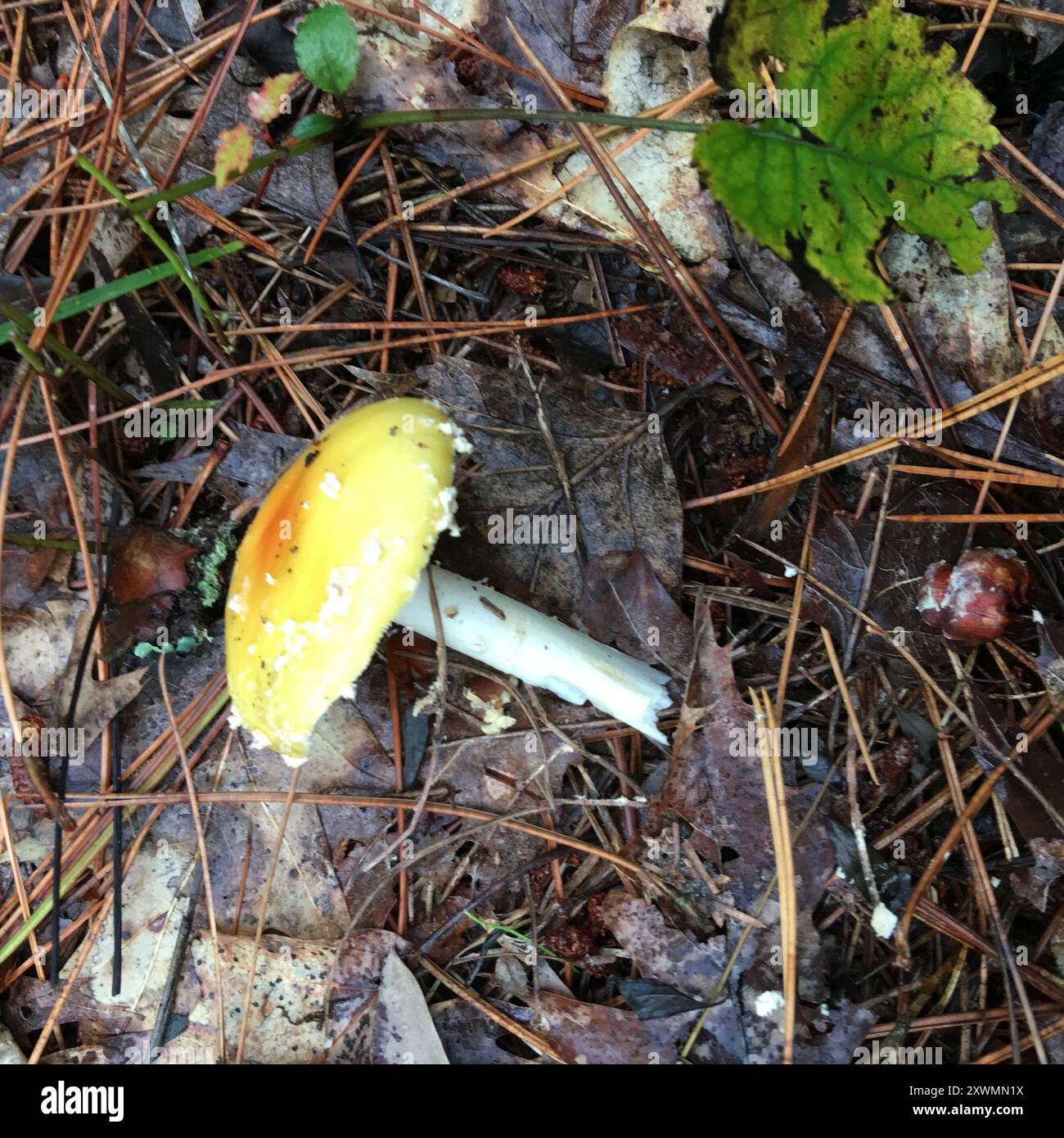 Chicken Fat Mushroom (Suillus americanus) Fungi Stock Photo - Alamy