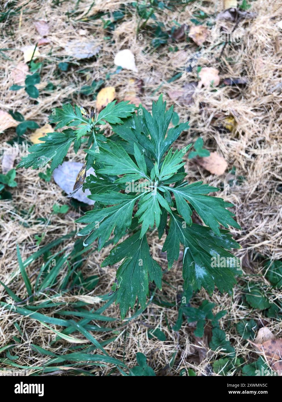 common mugwort (Artemisia vulgaris) Plantae Stock Photo - Alamy