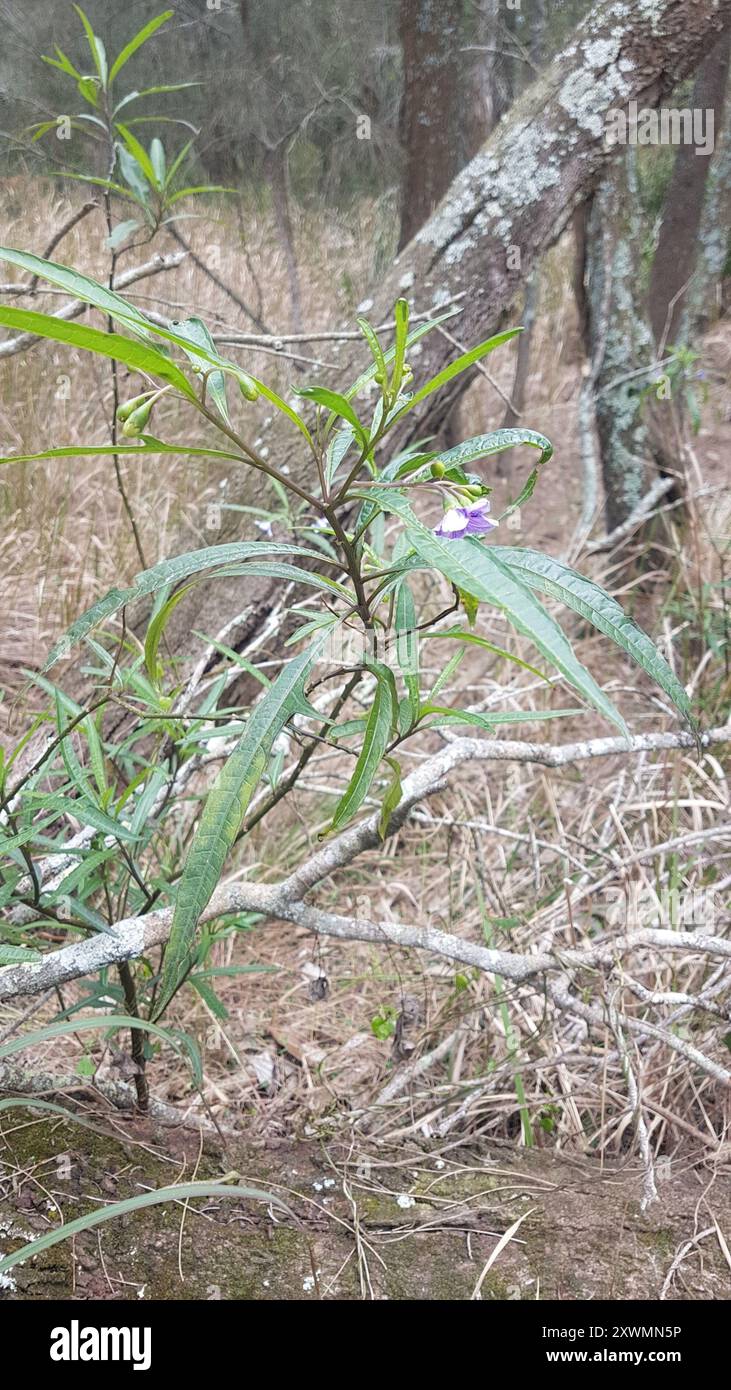 New Zealand nightshade (Solanum aviculare) Plantae Stock Photo - Alamy