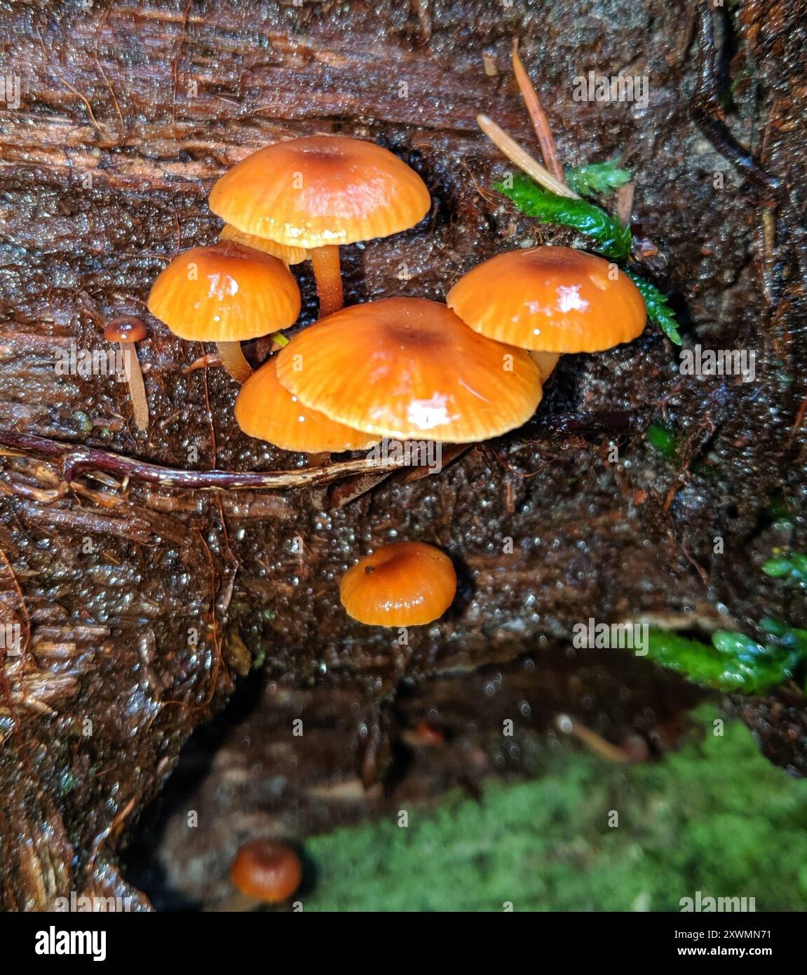 Pinewood Gingertail (Xeromphalina campanella) Fungi Stock Photo - Alamy