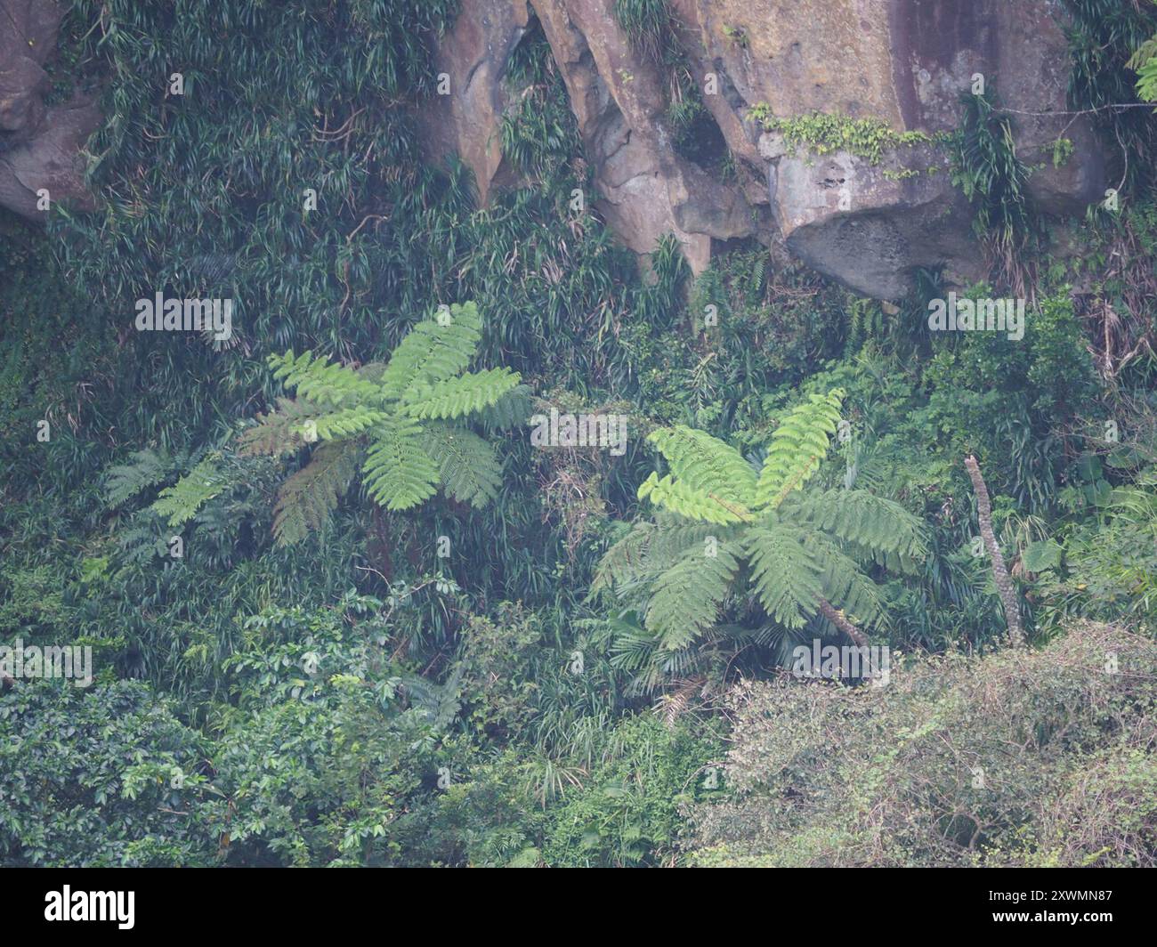 Flying Spider Monkey Tree Fern (Sphaeropteris lepifera) Plantae Stock ...