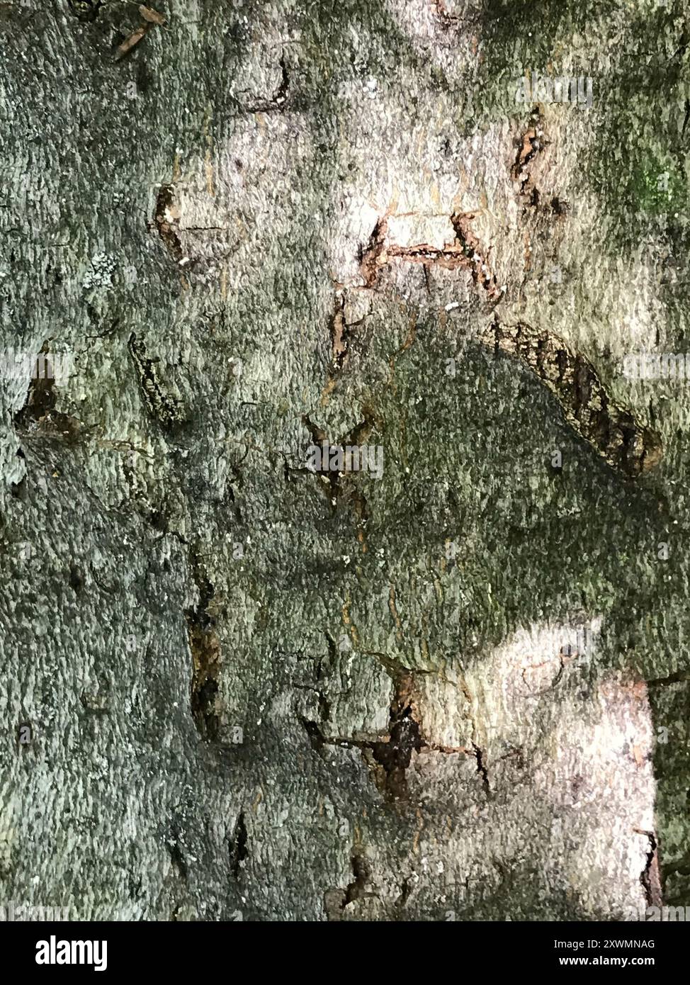 Beech Scale (Cryptococcus fagisuga) Insecta Stock Photo - Alamy