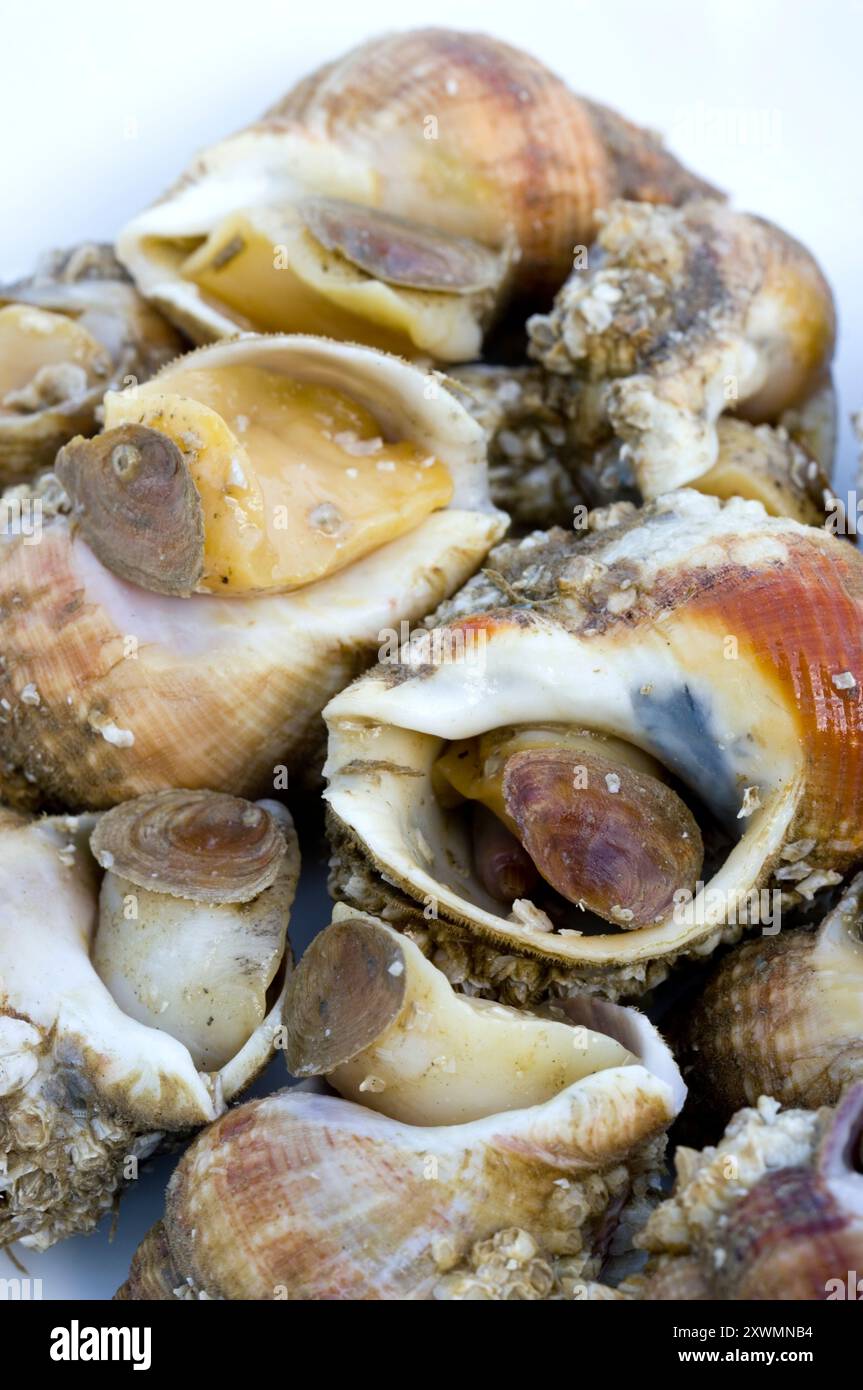 Live whelks hi-res stock photography and images - Alamy