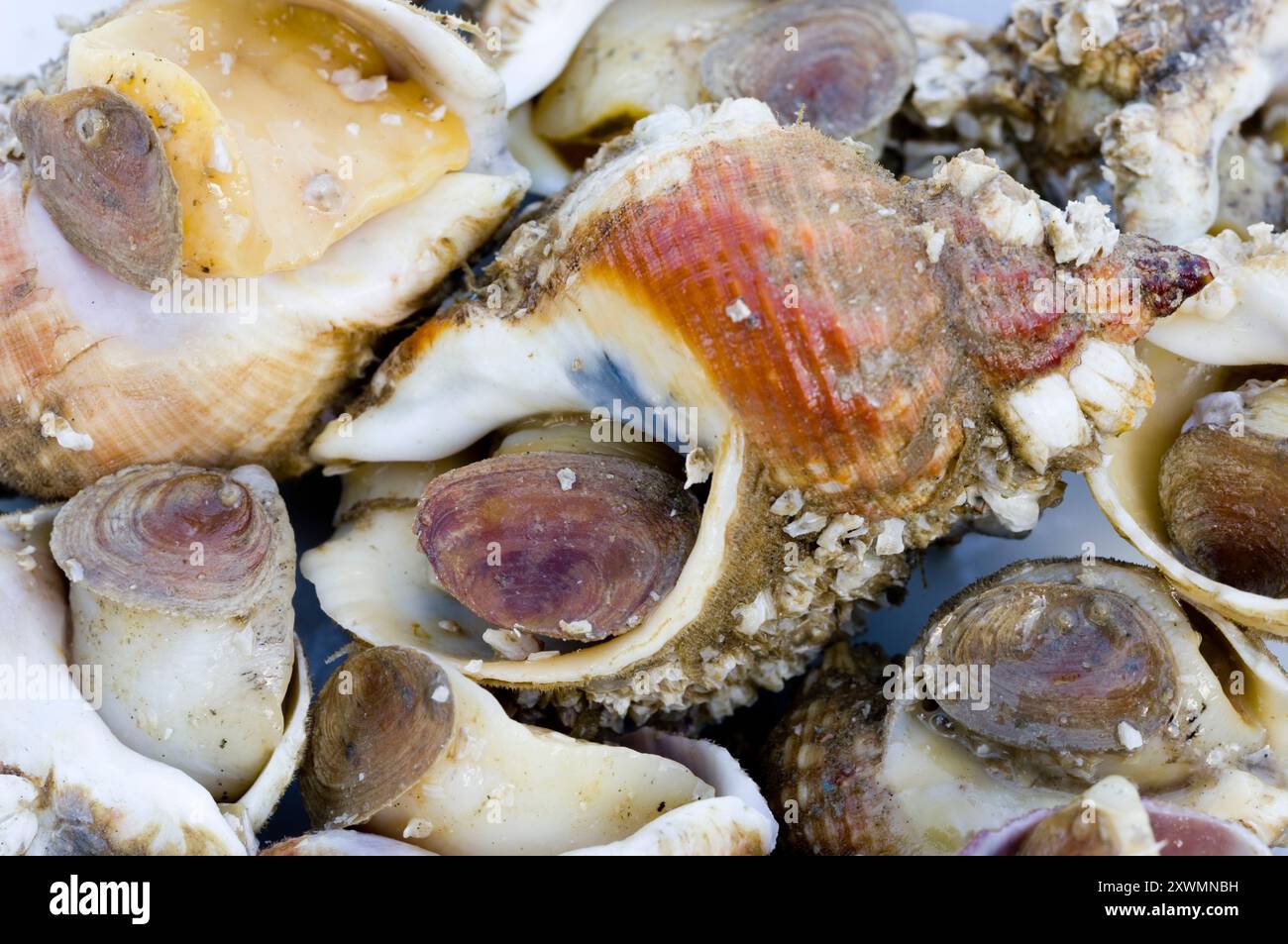 Whelks hi-res stock photography and images - Alamy