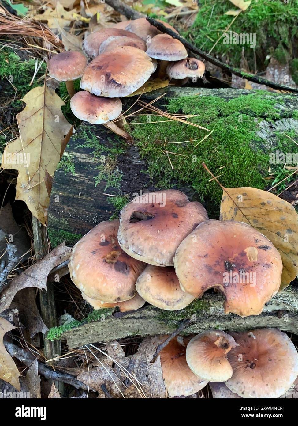 Brick Cap (Hypholoma lateritium) Fungi Stock Photo - Alamy