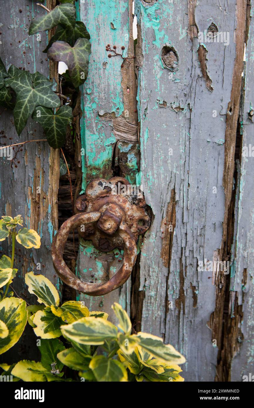 An old weathered painted gate with peeling paint and rotten wood adn an ...