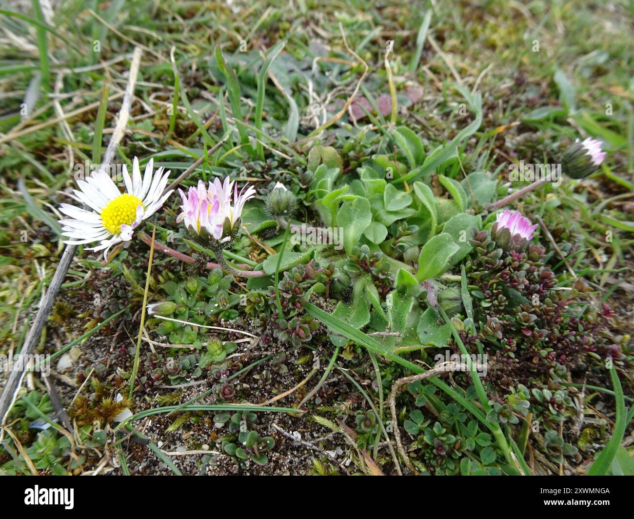 Lawn daisy (Bellis perennis) Plantae Stock Photo - Alamy