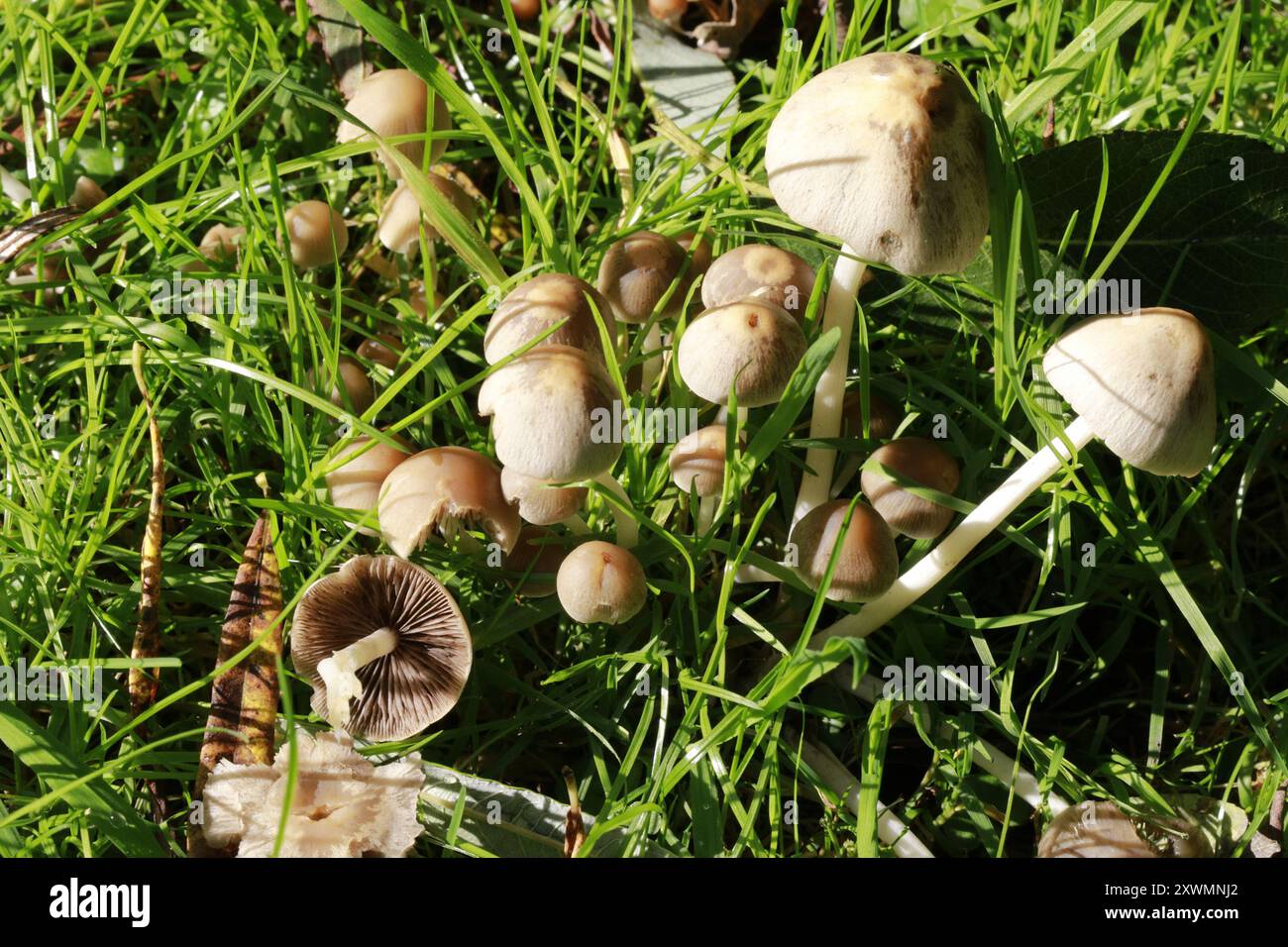 Common Gilled Mushrooms and Allies (Agaricales) Fungi Stock Photo - Alamy