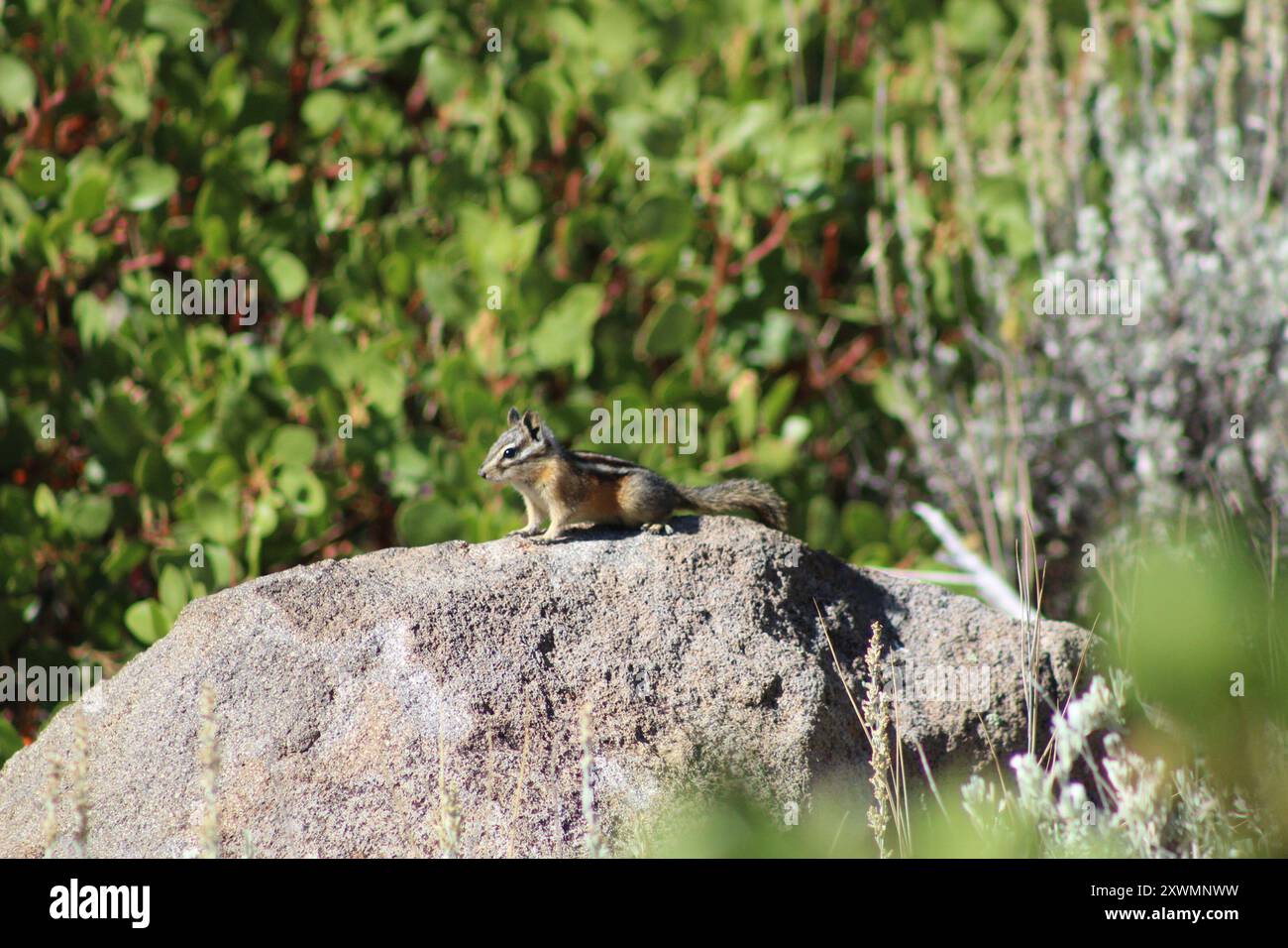 Western Chipmunks (Neotamias) Mammalia Stock Photo - Alamy