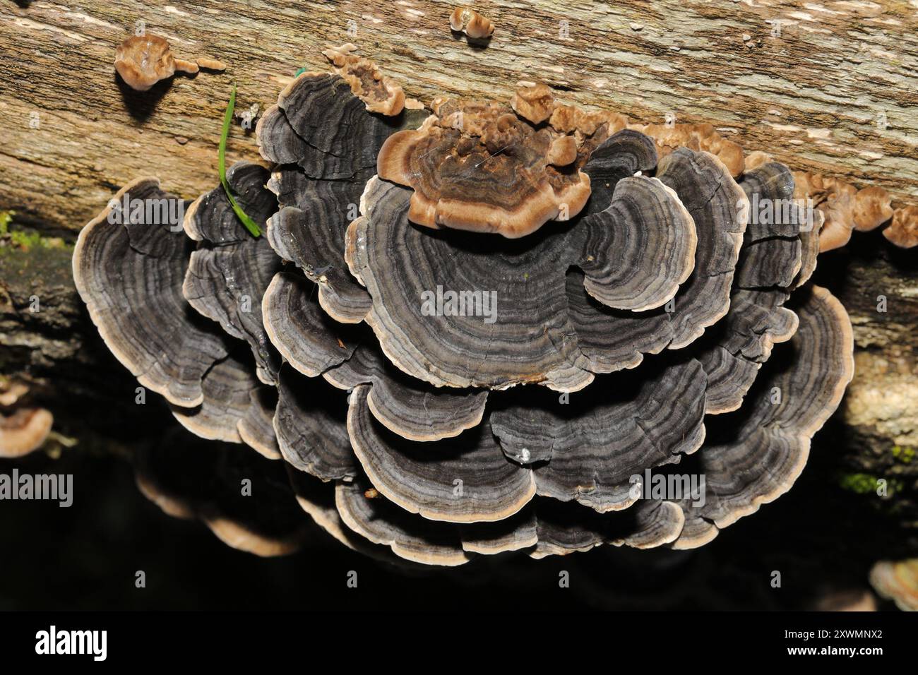 turkey-tail (Trametes versicolor) Fungi Stock Photo - Alamy