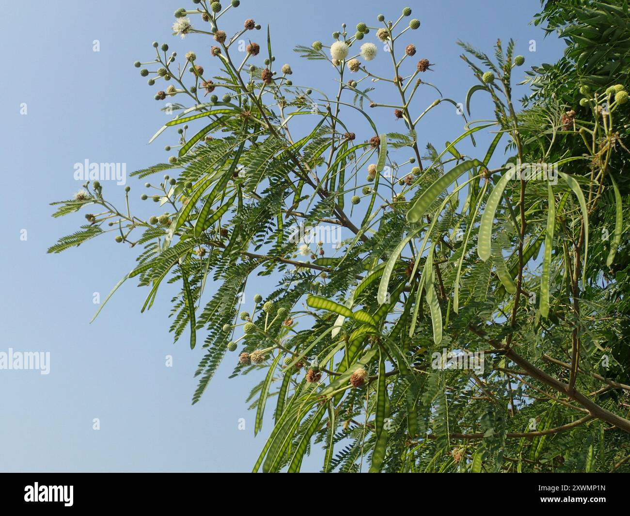 White leadtree (Leucaena leucocephala) Plantae Stock Photo - Alamy