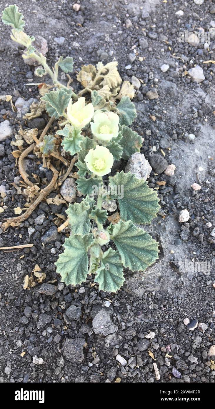 Alkali mallow malvella leprosa hi-res stock photography and images - Alamy