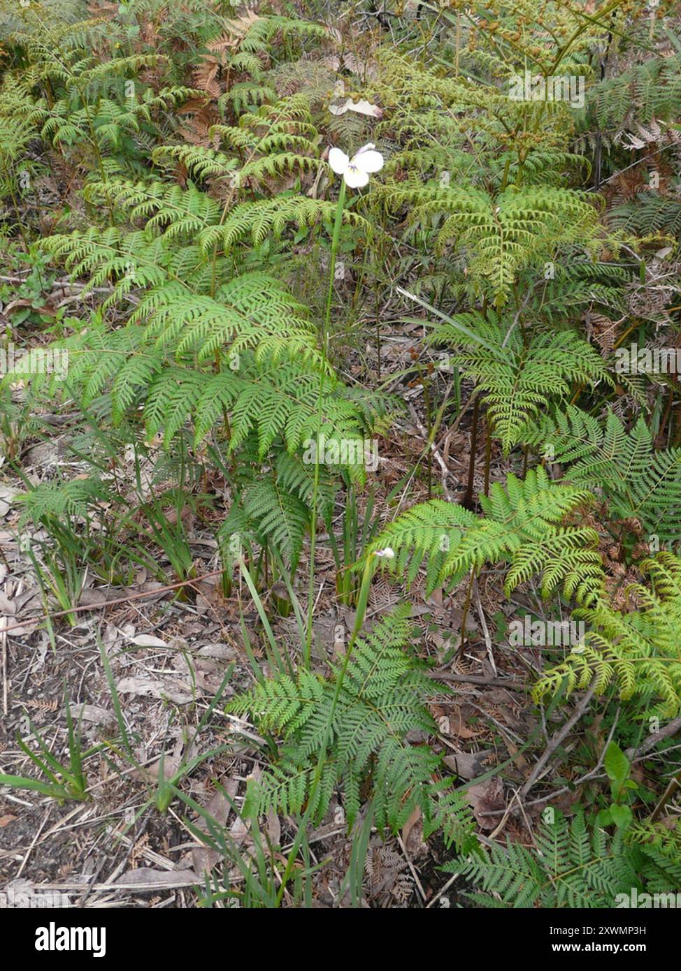 butterfly flag (Diplarrena moraea) Plantae Stock Photo - Alamy