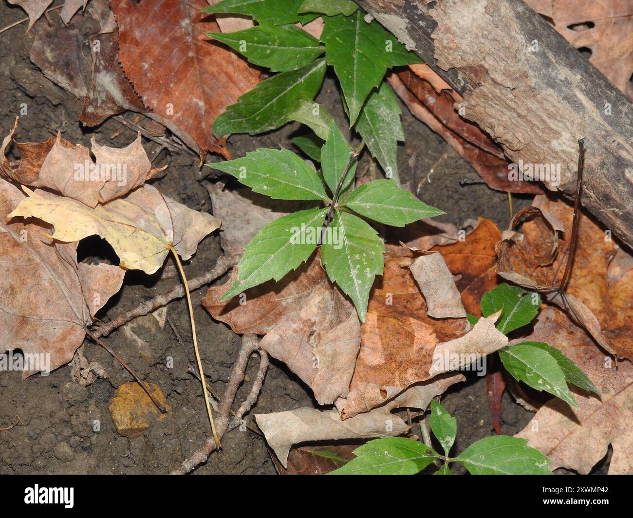 Virginia creeper (Parthenocissus quinquefolia) Plantae Stock Photo - Alamy