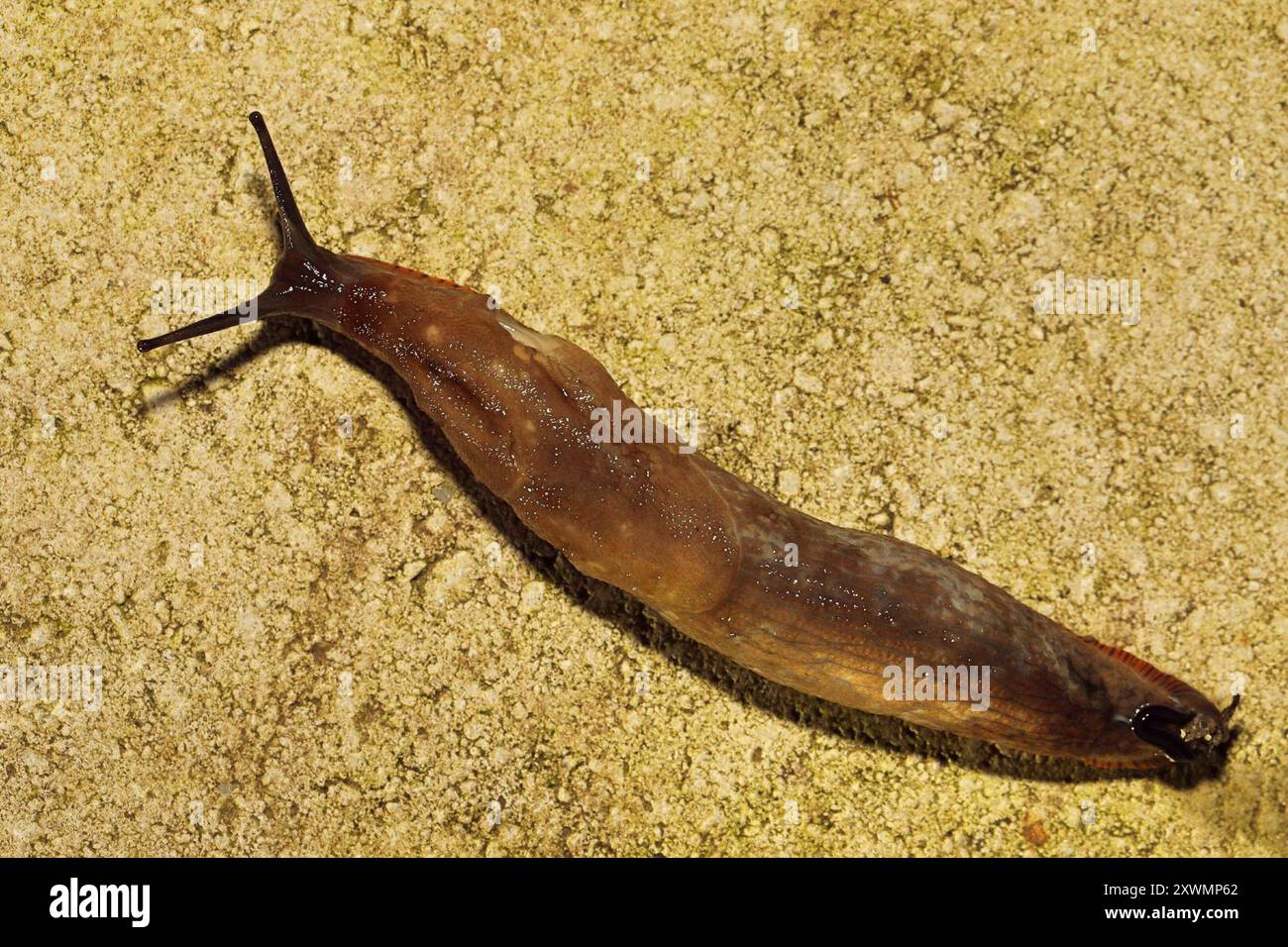 Black Slug (Arion ater) Mollusca Stock Photo - Alamy
