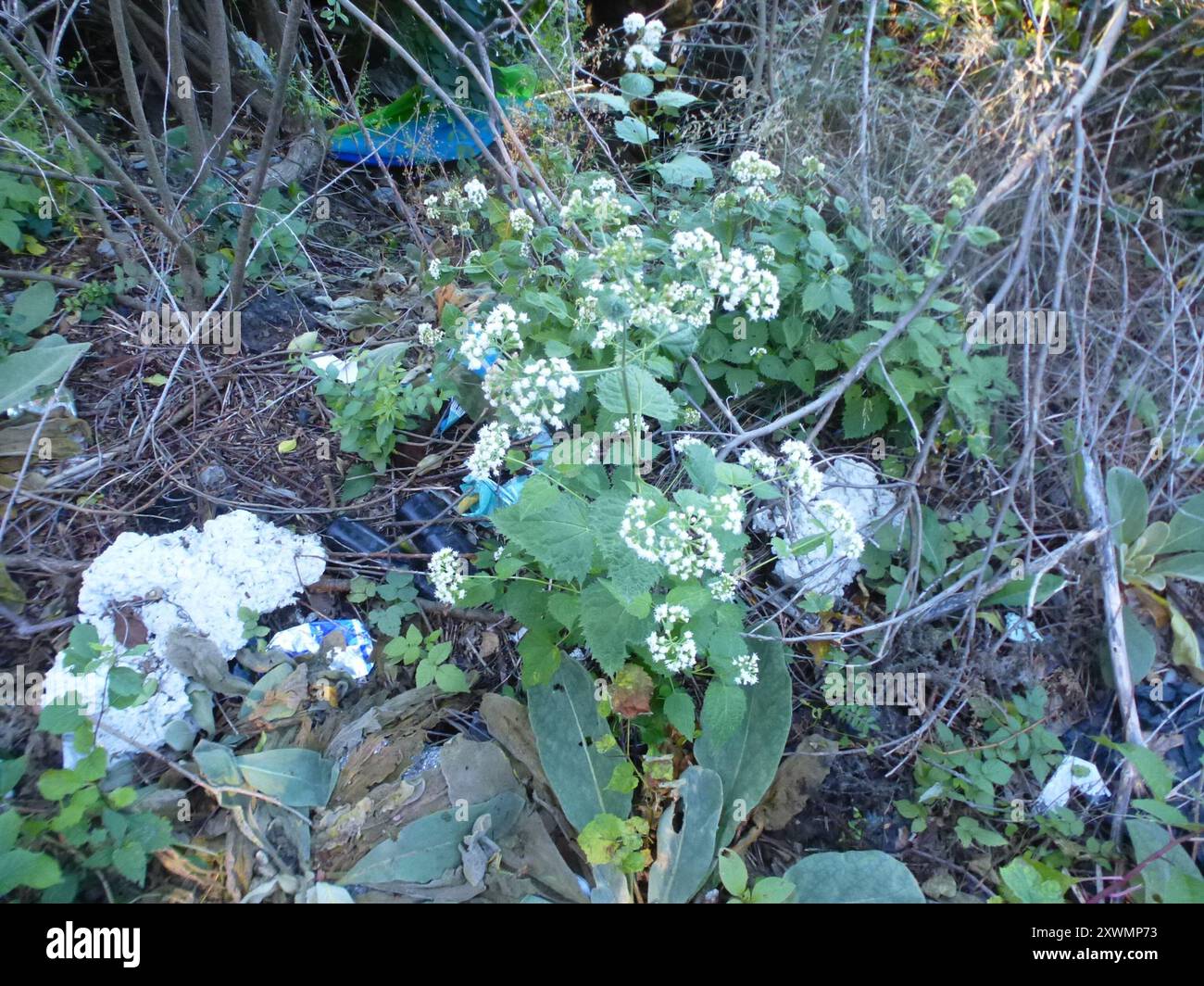 white snakeroot (Ageratina altissima) Plantae Stock Photo - Alamy