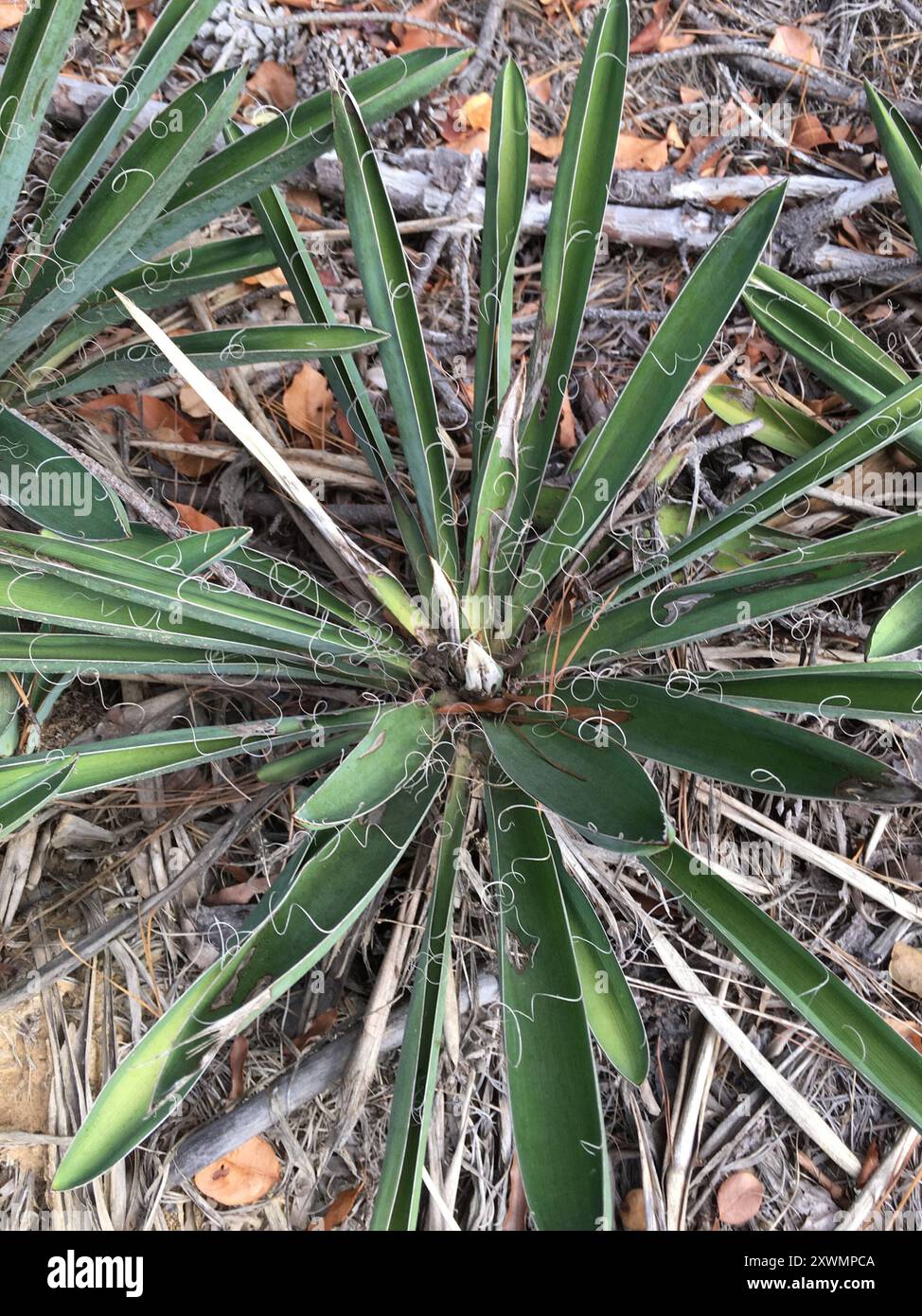 (Yucca filamentosa concava) Plantae Stock Photo - Alamy