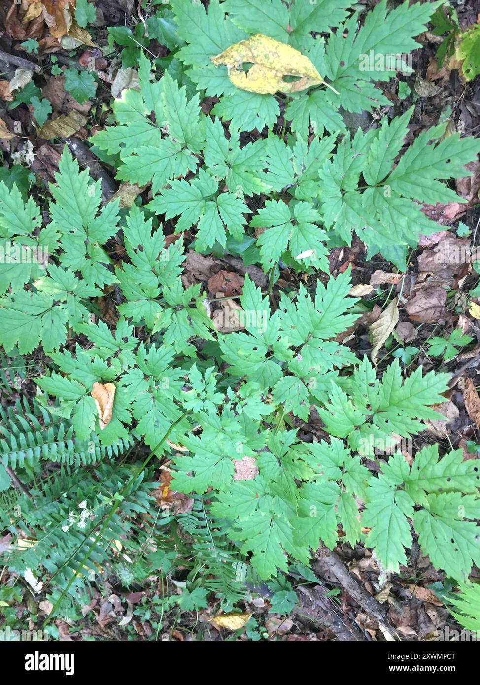 mountain black cohosh (Actaea podocarpa) Plantae Stock Photo - Alamy