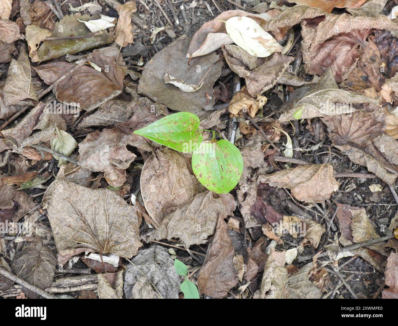 greenbriers (Smilax) Plantae Stock Photo - Alamy