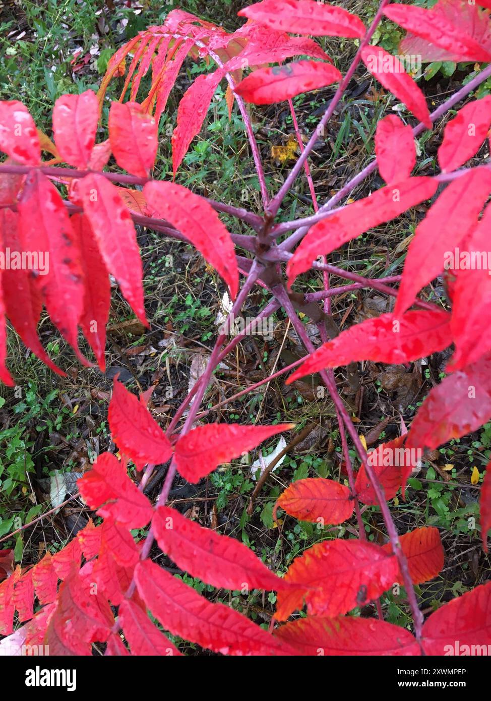 smooth sumac (Rhus glabra) Plantae Stock Photo - Alamy