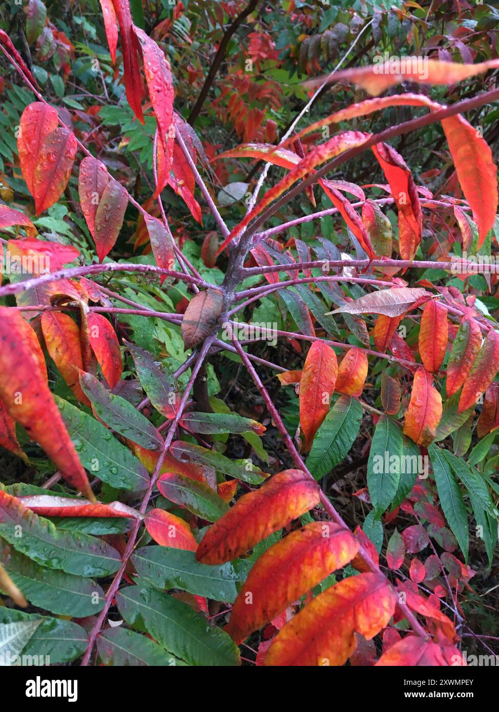 smooth sumac (Rhus glabra) Plantae Stock Photo - Alamy