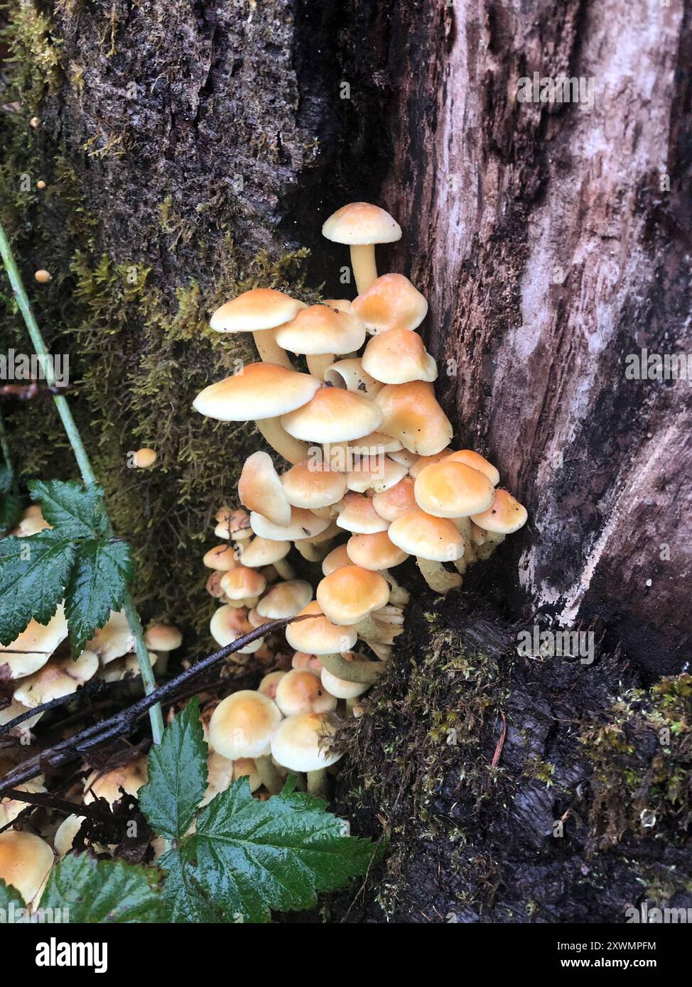 Sulphur Tuft (Hypholoma fasciculare) Fungi Stock Photo - Alamy