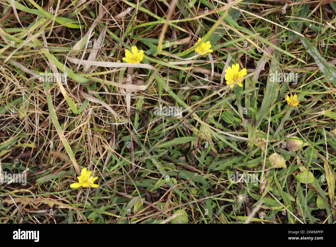 Autumn Hawkbit (Scorzoneroides autumnalis) Plantae Stock Photo - Alamy