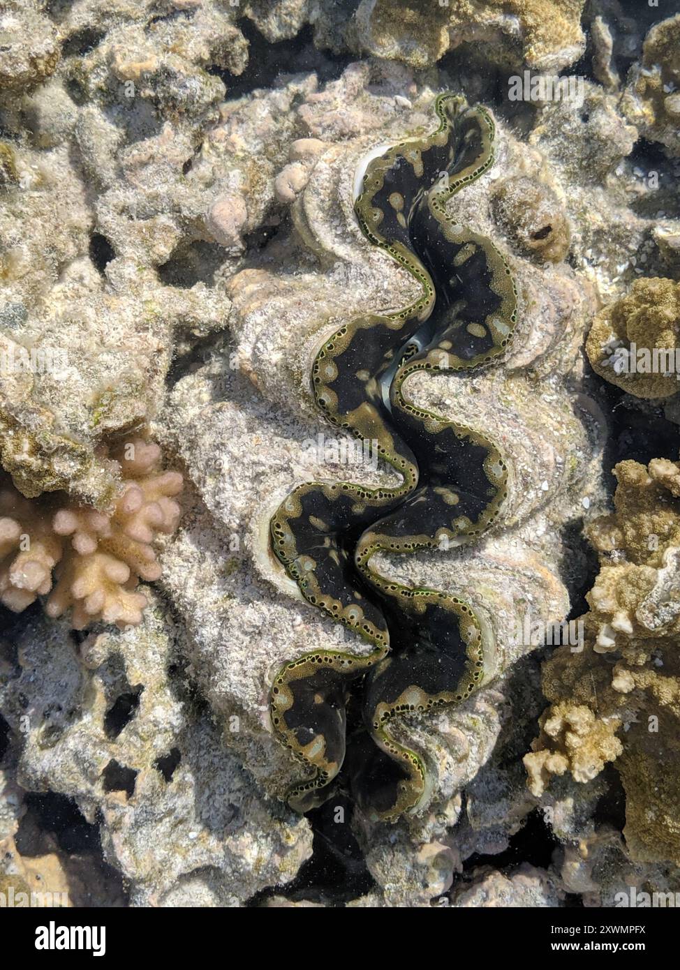 Small Giant Clam (Tridacna maxima) Mollusca Stock Photo - Alamy