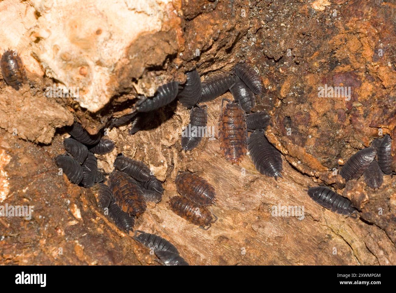 Woodlice Under Rotting Log Stock Photo - Alamy