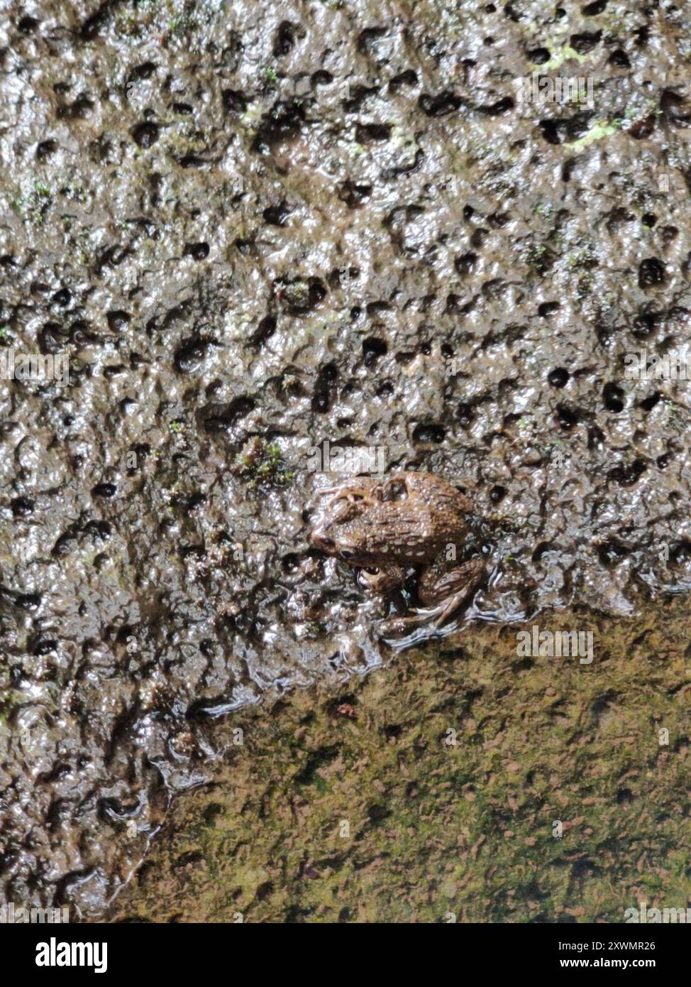 Wrinkled frog hi-res stock photography and images - Alamy