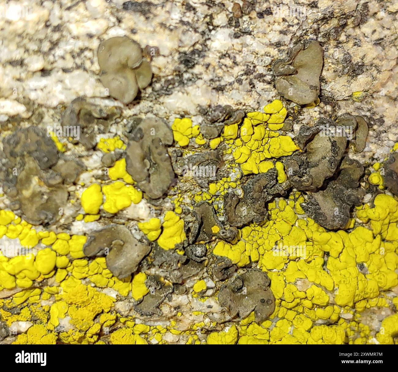 Powdery Rock-olive Lichen (Peltula euploca) Fungi Stock Photo - Alamy
