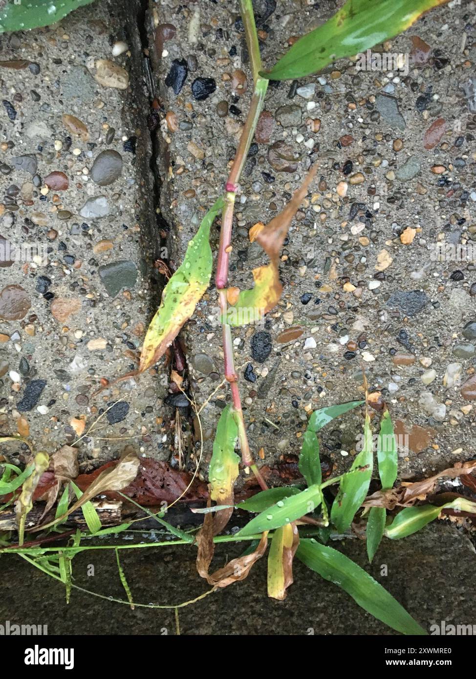 Field Paspalum (Paspalum laeve) Plantae Stock Photo - Alamy