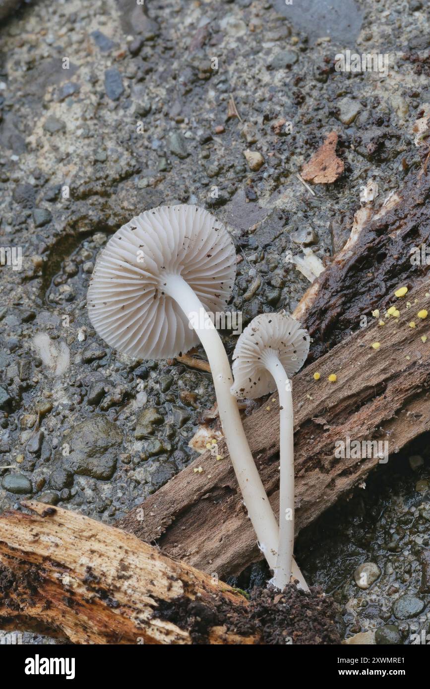 common bonnet (Mycena galericulata) Fungi Stock Photo - Alamy